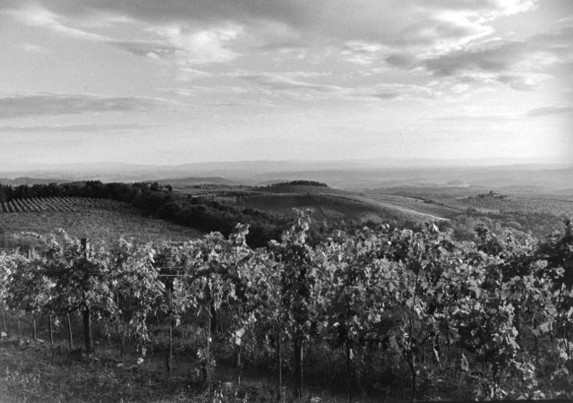 In the vineyards of Tuscany, Italy. | Blogfinger