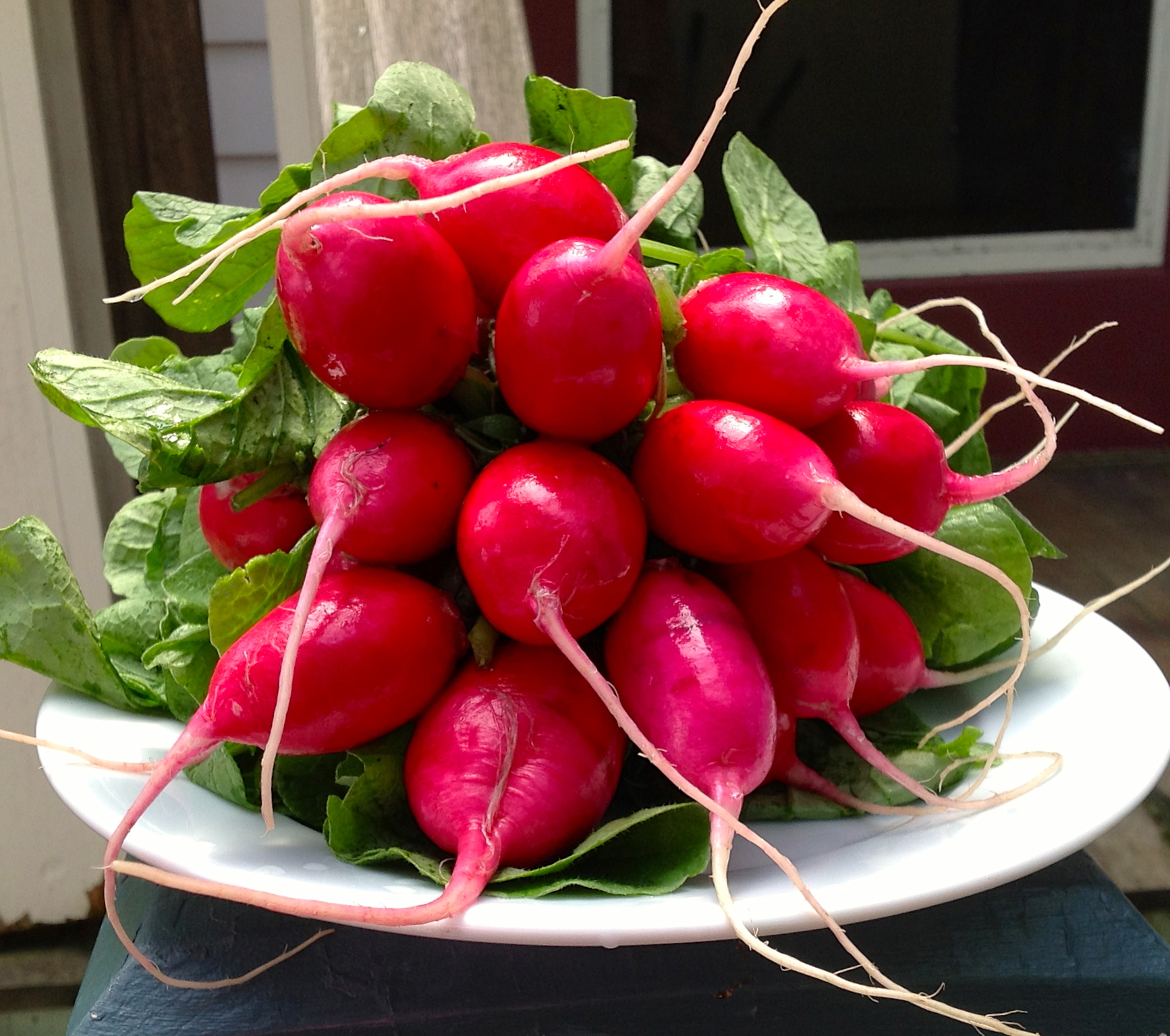 Plant a radish… | Blogfinger