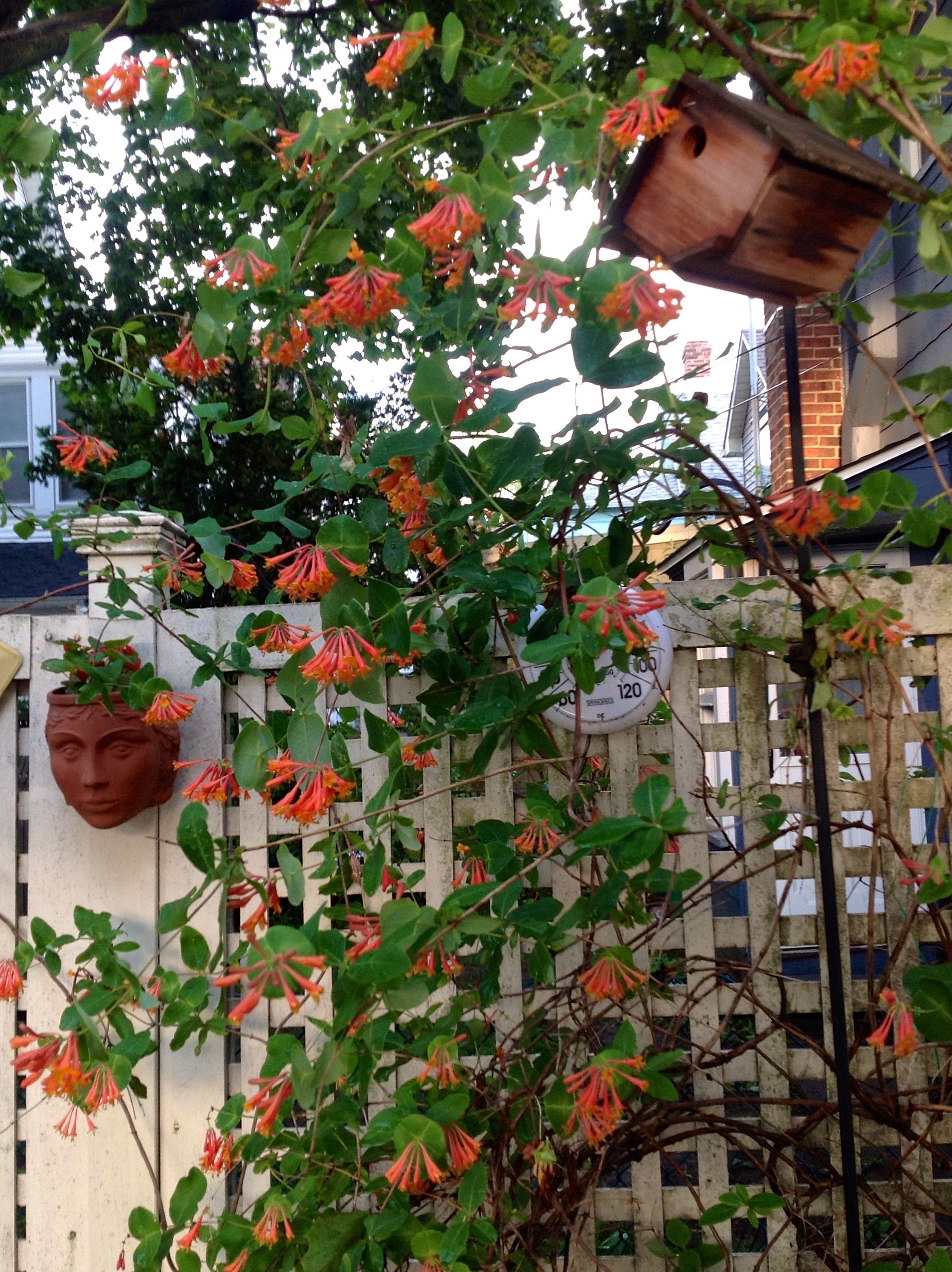 Honeysuckle and Roses | M