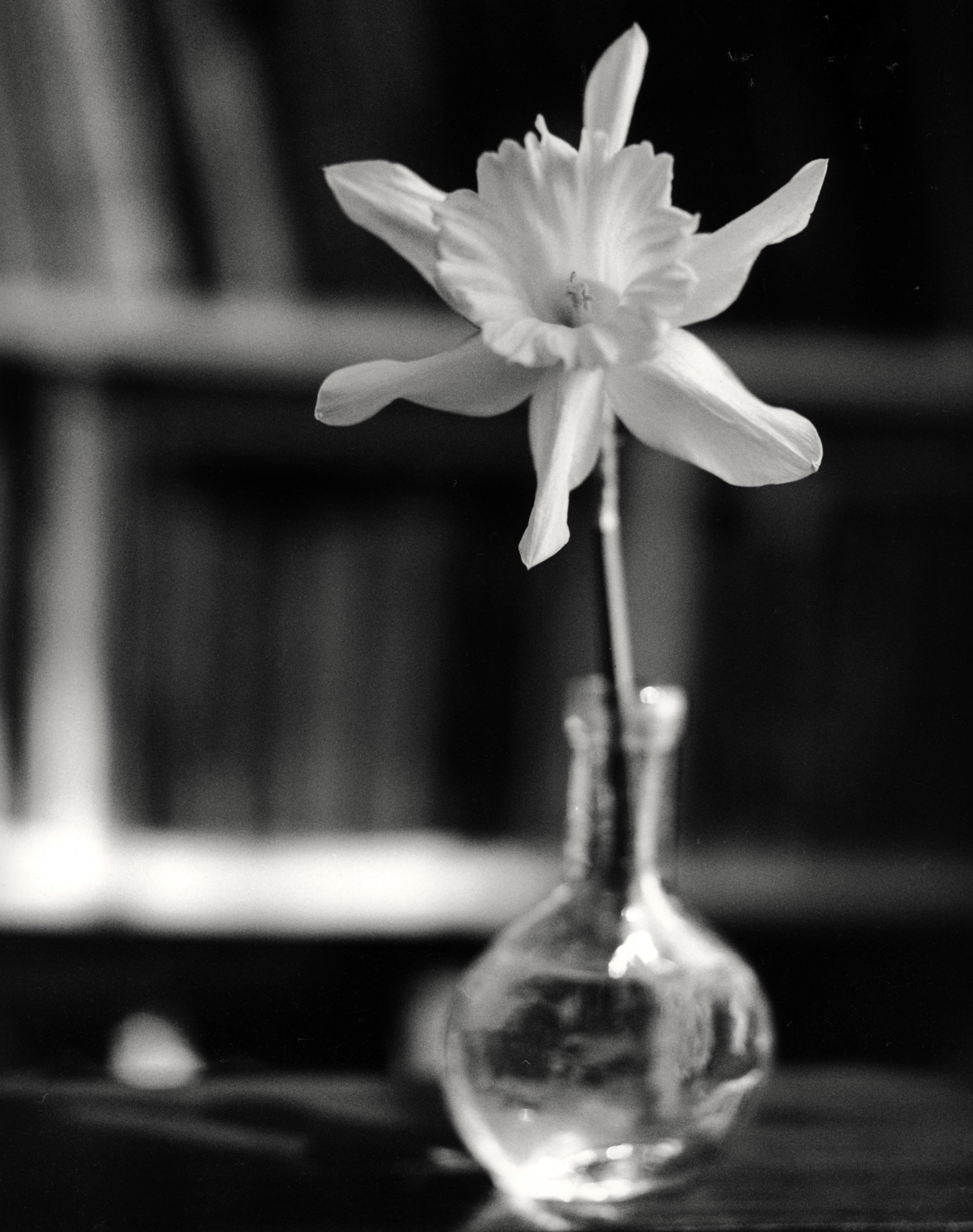 Library Flower