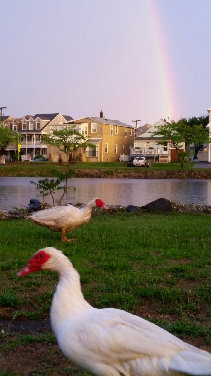 The Dugly Uckling. A portrait of two Grover ducks near Fletcher Lake ...