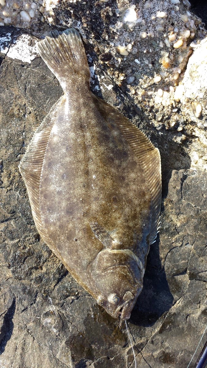 This is not a fluke—-or is it? | Blogfinger