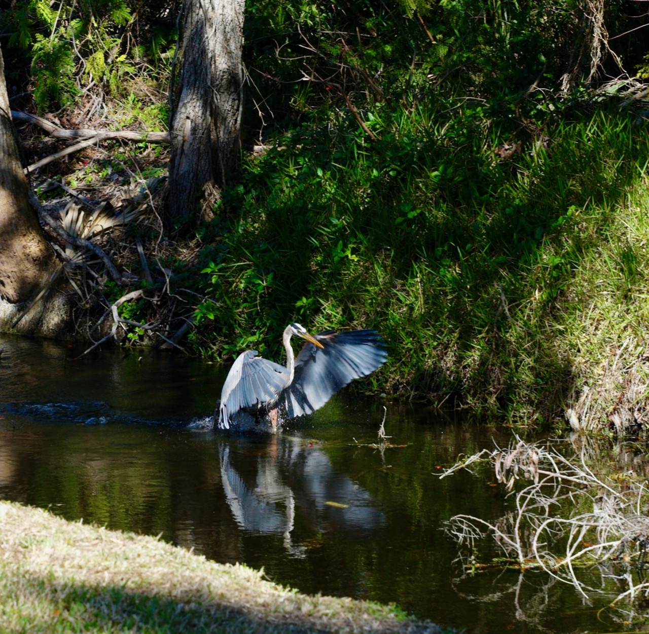 Great Blue hunting | Blogfinger