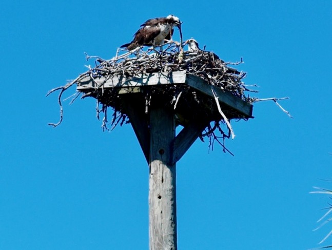 Haiku by George Held