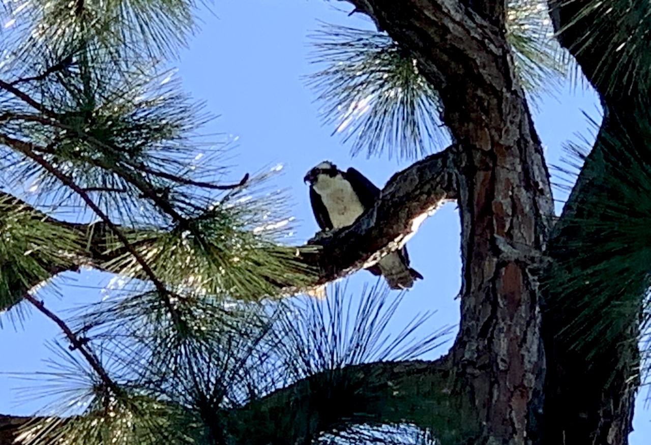 Lullaby of Birdland. Osprey. A poem by George Held… | Blogfinger