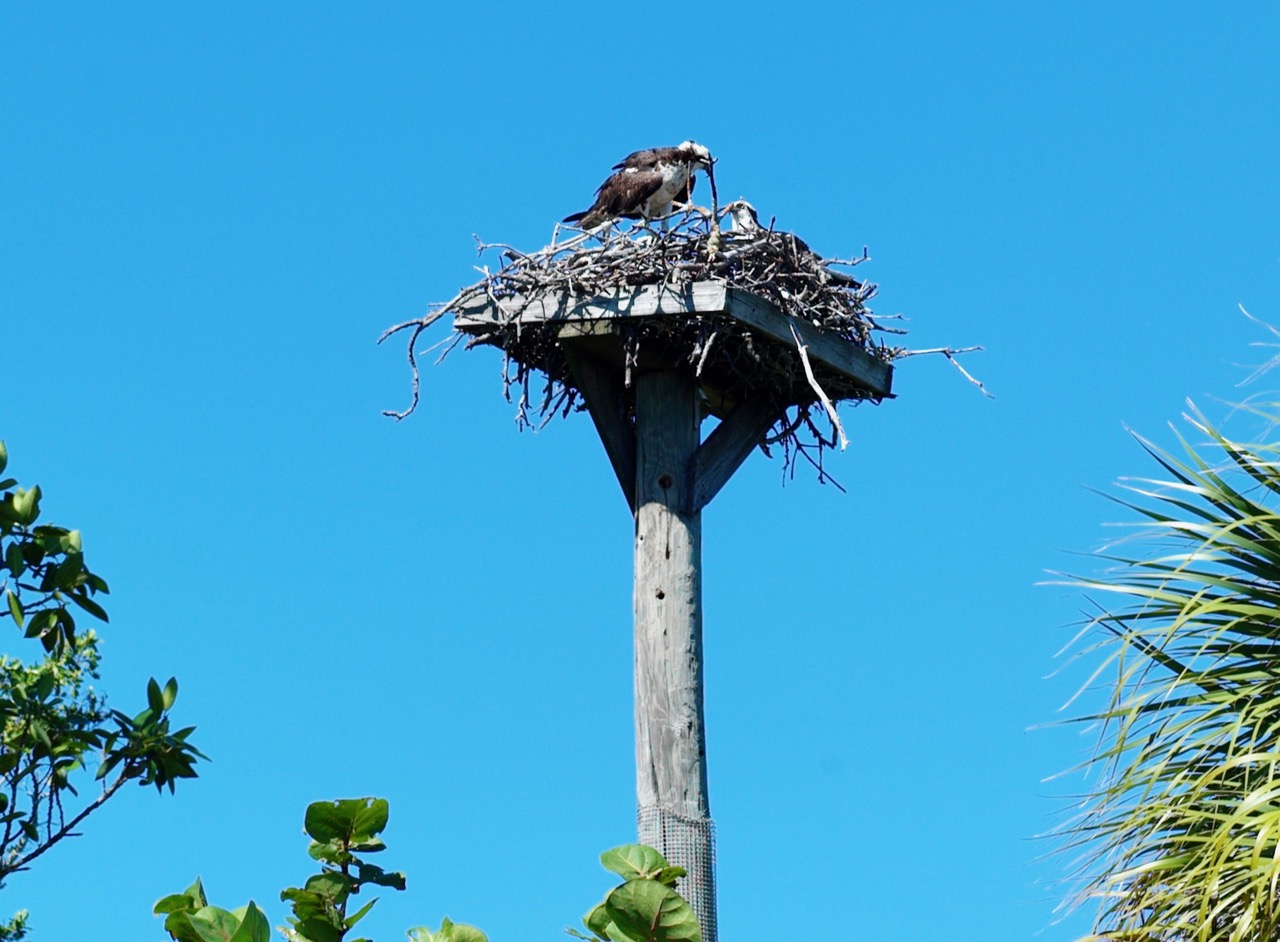 Osprey: A poem by George Held | Blogfinger
