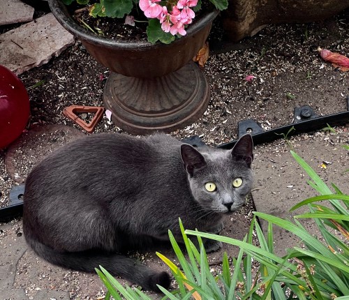 A new visitor at the North End…a gumbie cat? | Blogfinger