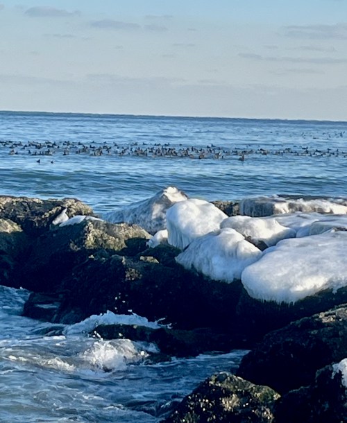 A sunny, cold day at the Ocean Grove beach. Coots in the water ...